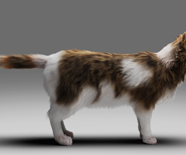 ArtStation - Fur Cat Calico V03 Rigged and Animated | Game Assets