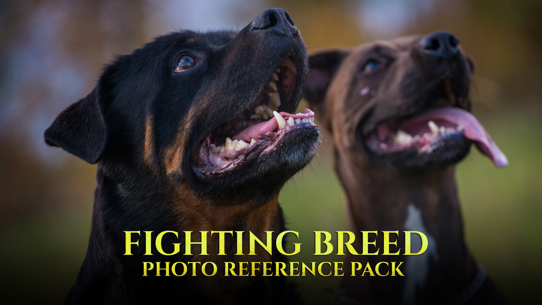ArtStation - Fighting Breed - Reference Photo Pack For Artists 296 ...