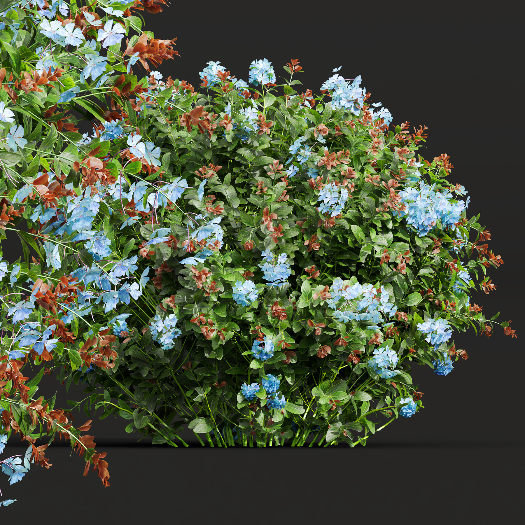 ArtStation - New Plant Ceratostigma Plumbaginoides Bleiwurz Box Bush ...