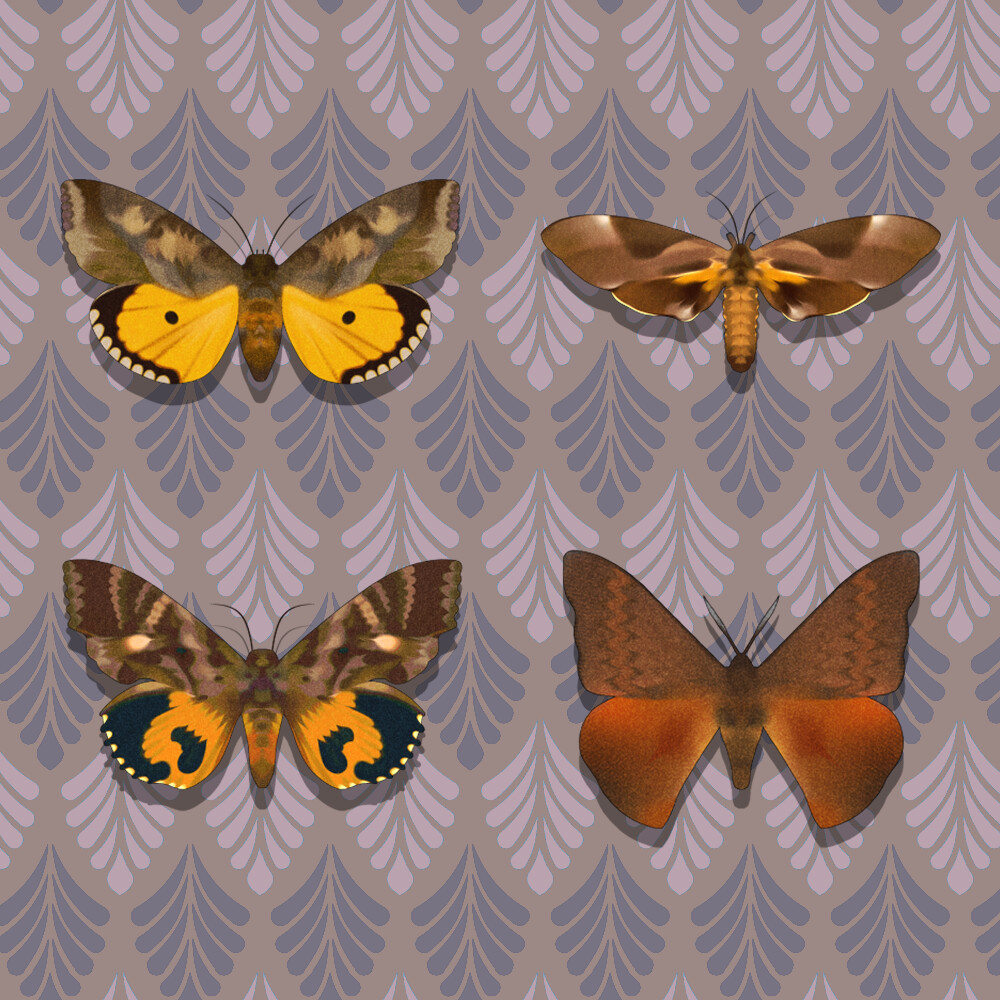 ArtStation - Butterfly & Moth & Scorpion Insect Specimen Collection (35 ...