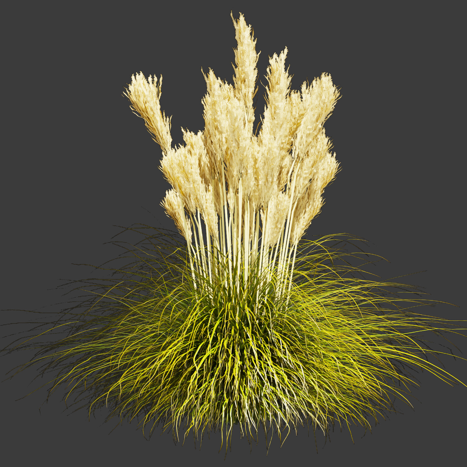 ArtStation - Collection plant vol 408 - grass - outdoor Switchgrass ...