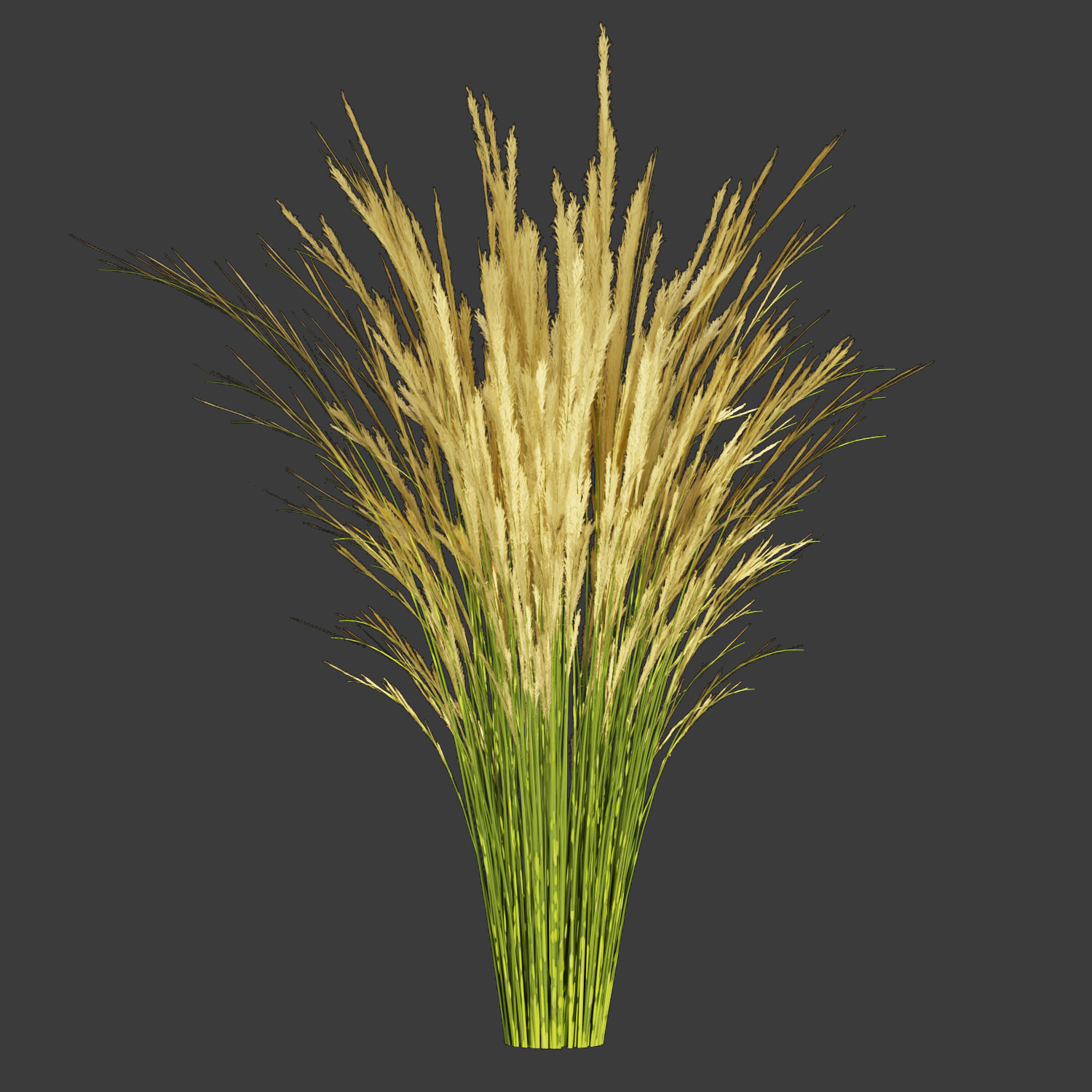 ArtStation - Collection plant vol 408 - grass - outdoor Switchgrass ...
