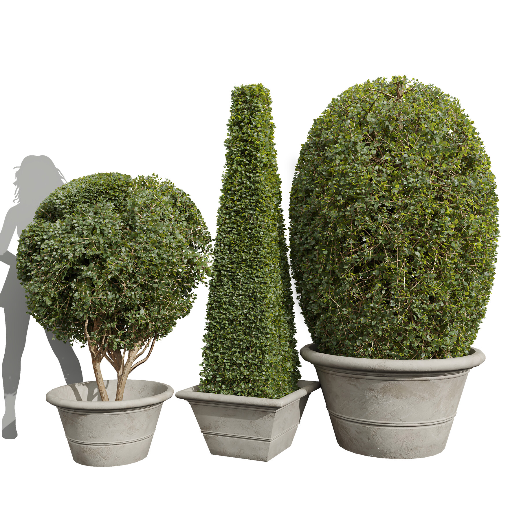 ArtStation - New Plant Ficus Concinna Bonsai Pruned002 | Resources