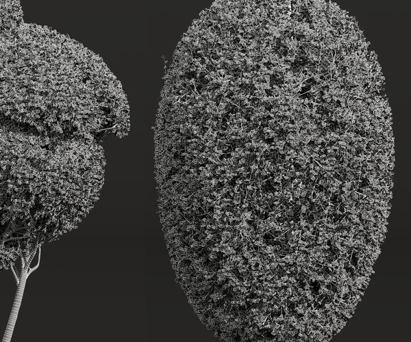 ArtStation - New Plant Ficus Concinna Bonsai Pruned002 | Resources