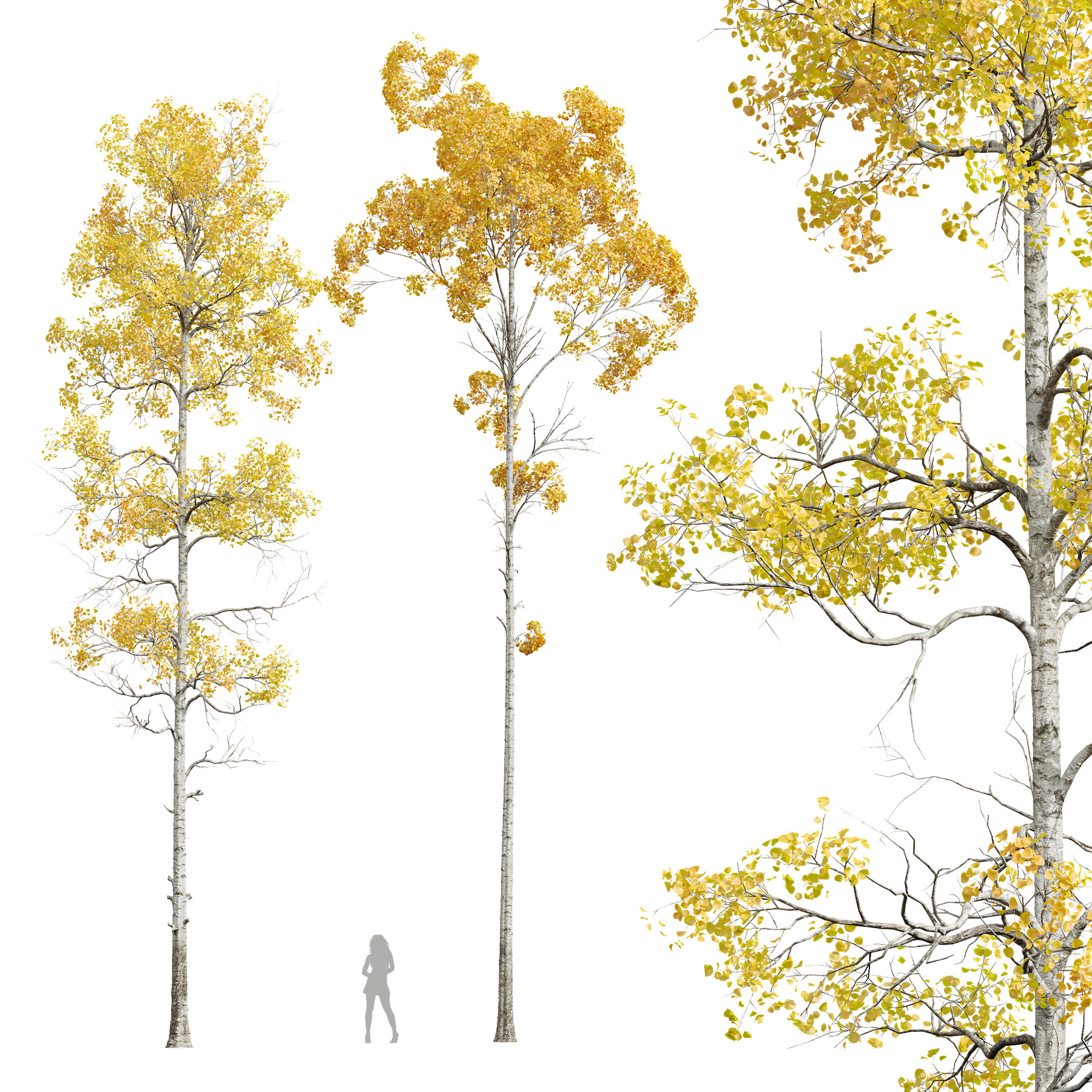 ArtStation - New Plant Populus Tremuloides 2Tree | Resources