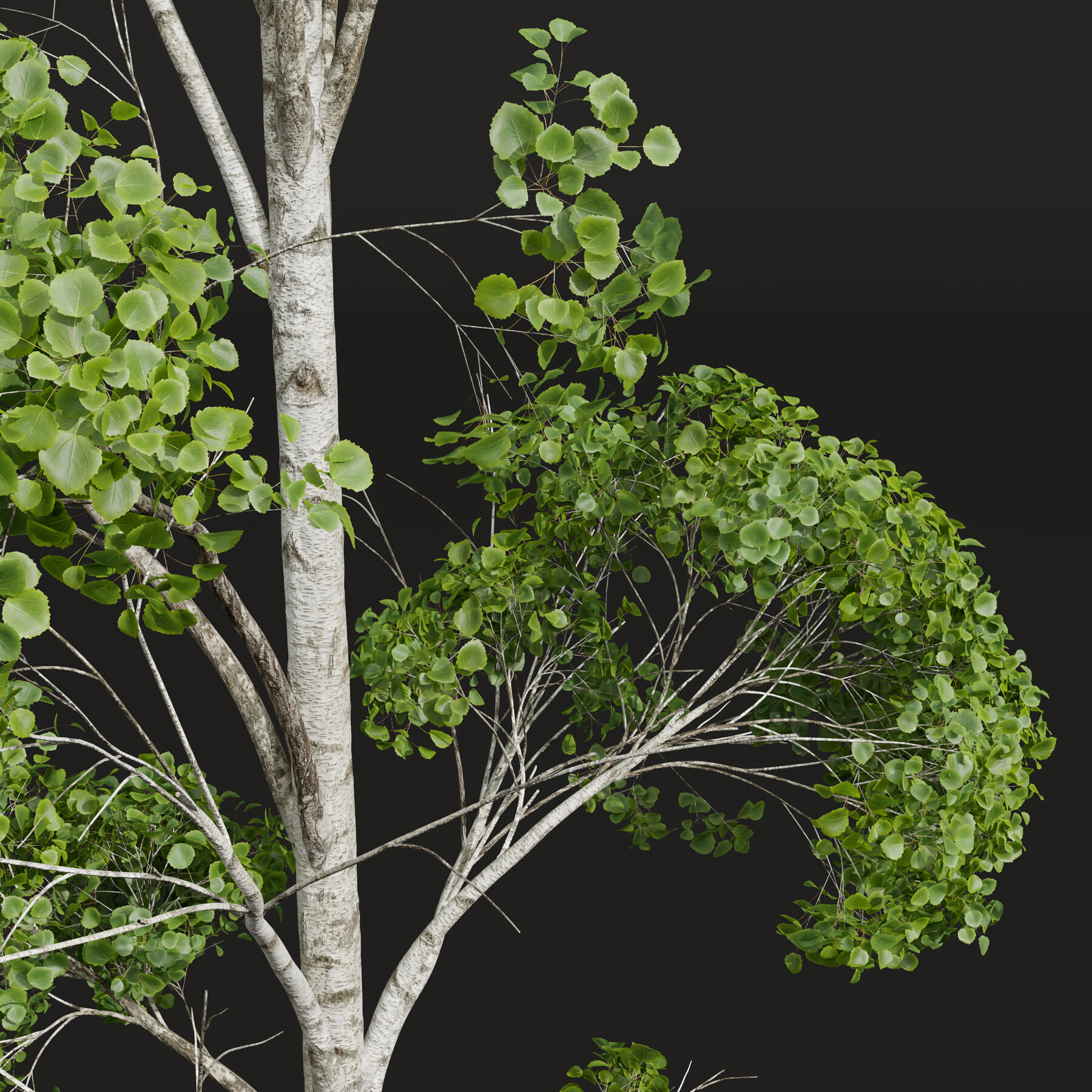 ArtStation - New Plant High detail Populus Tremuloides 2trees | Resources