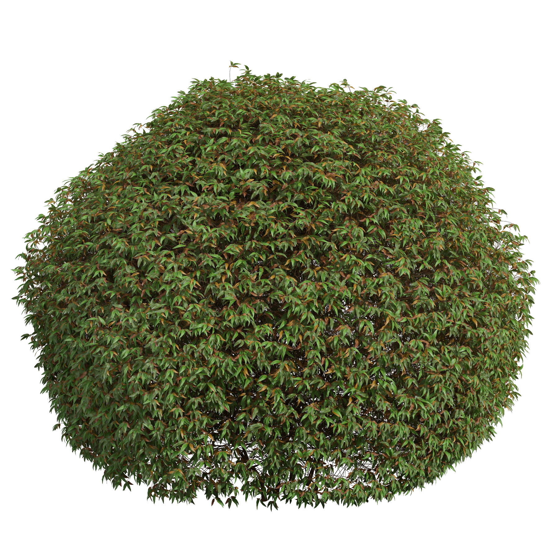 ArtStation - New Plant Pyrrosia Lingua Hedge Sphere Box Hedge | Resources