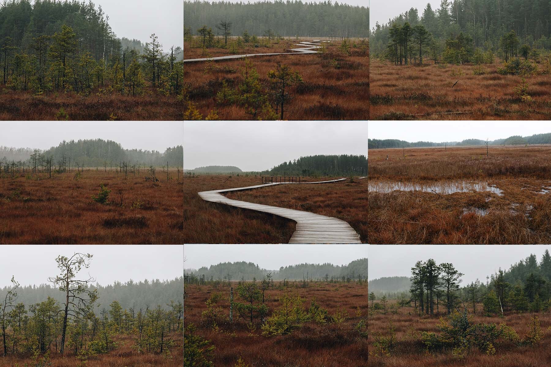 ArtStation - 590+ Swamp Forest Vegetation Reference Pictures | Resources