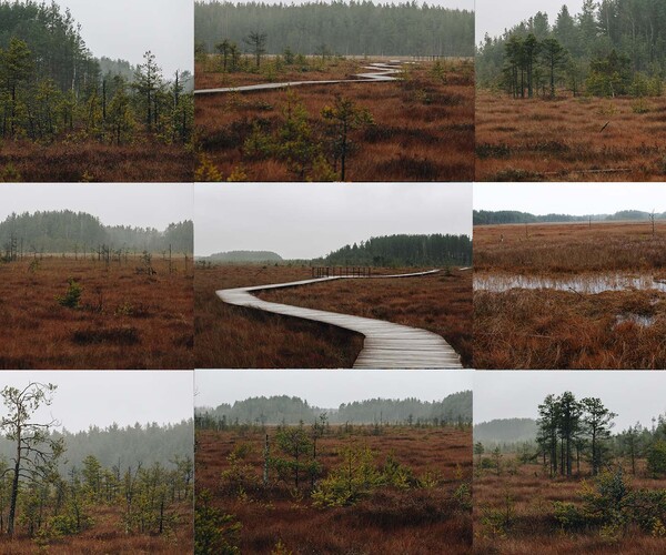 ArtStation - 590+ Swamp Forest Vegetation Reference Pictures | Resources
