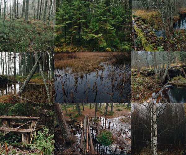 ArtStation - 590+ Swamp Forest Vegetation Reference Pictures | Resources