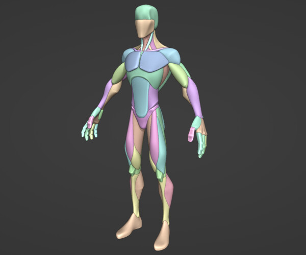 ArtStation - Stylized Male Anatomy Blockout V2 | Resources