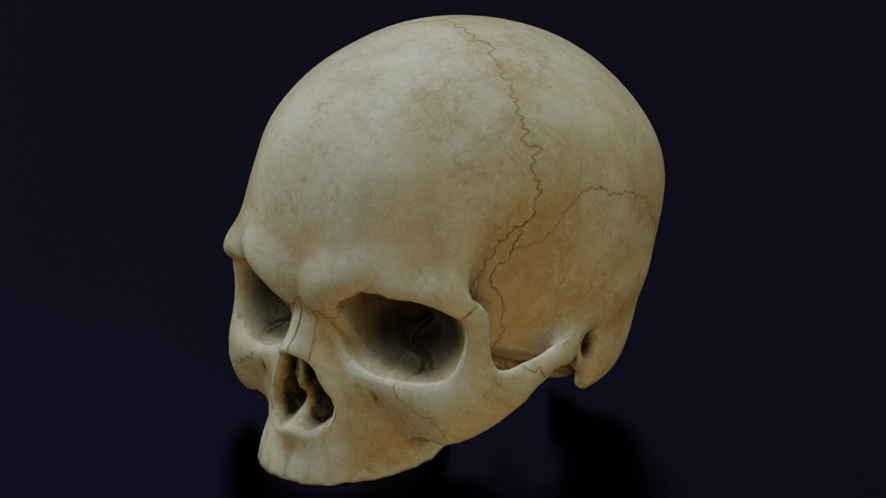 ArtStation - HUMAN HEAD SKULL LOW POLY GAME READY | Game Assets