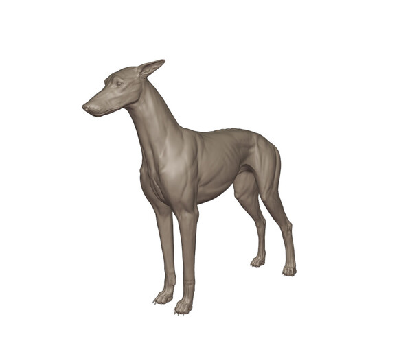 ArtStation - Greyhound | Resources