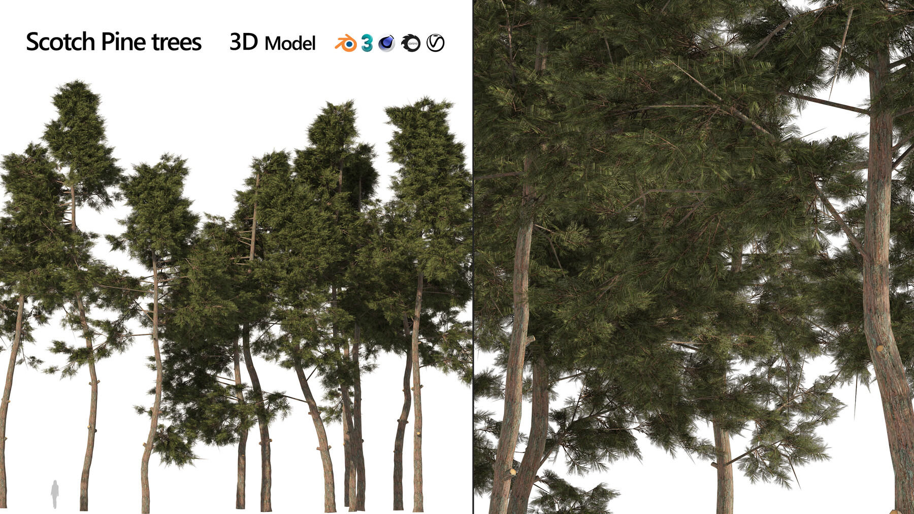 ArtStation - scotch pine tree forest | Resources