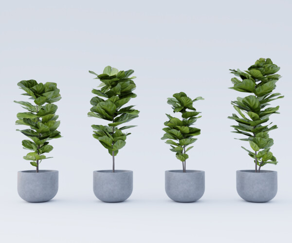 ArtStation - Fiddle Leaf Fig | Game Assets