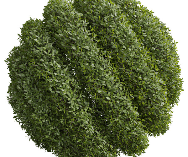 ArtStation - New Plant Bacopa Diffusa Sutera Decorative Ligustrum ...