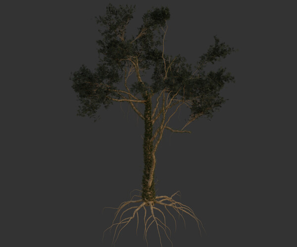 ArtStation - 3D Rimu Tree pack | Resources