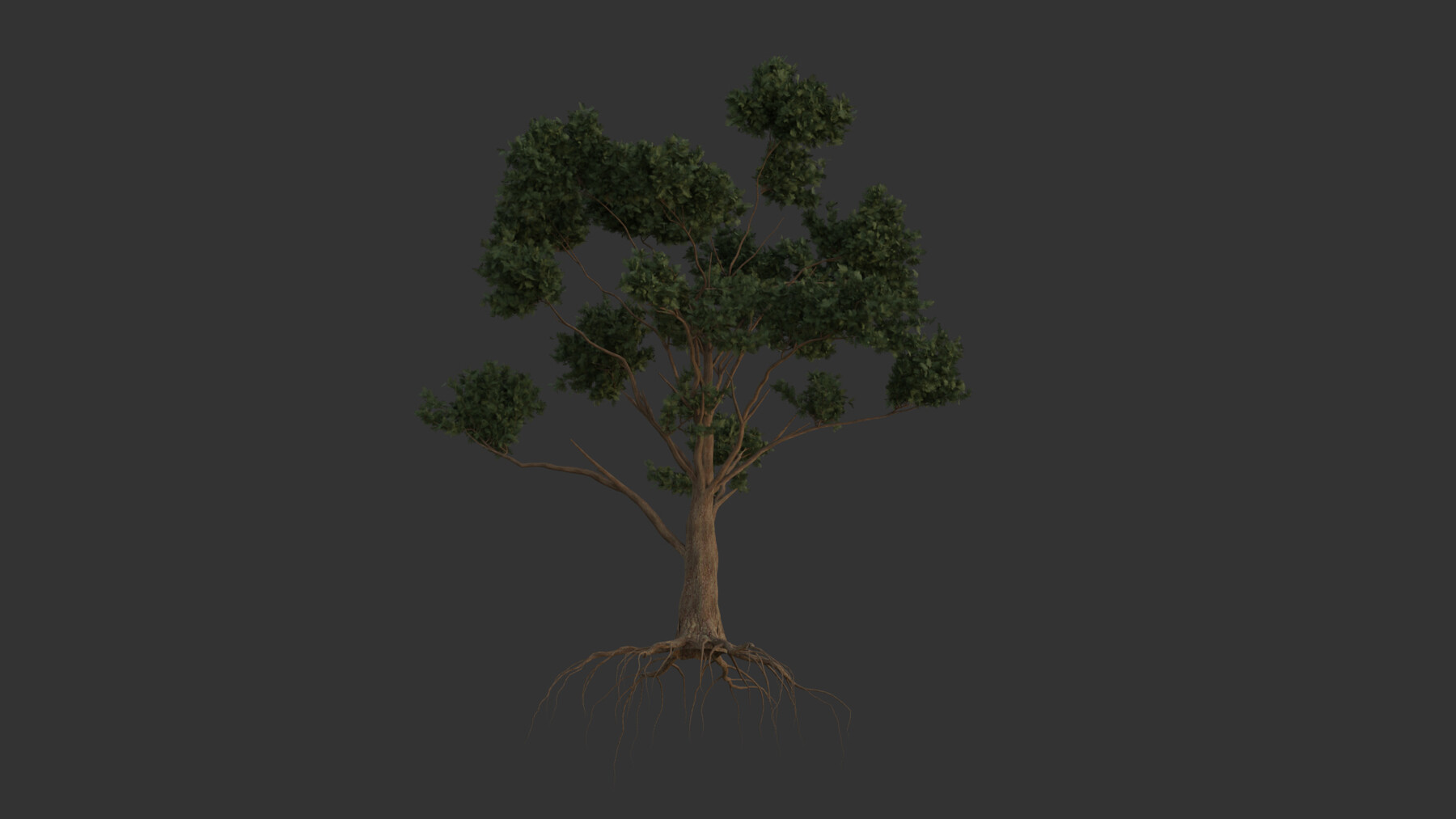 ArtStation - 3D Rimu Tree pack | Resources