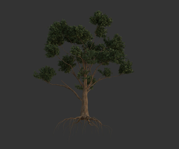 ArtStation - 3D Rimu Tree pack | Resources