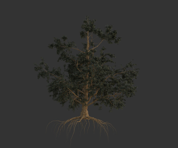 ArtStation - 3D Rimu Tree pack | Resources
