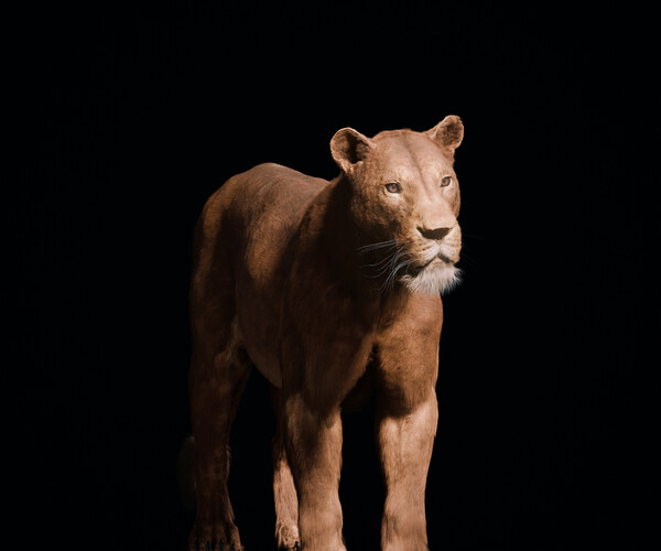 ArtStation - Young Lion Photorealistic Rigged 3d Blender 4K model 3D ...