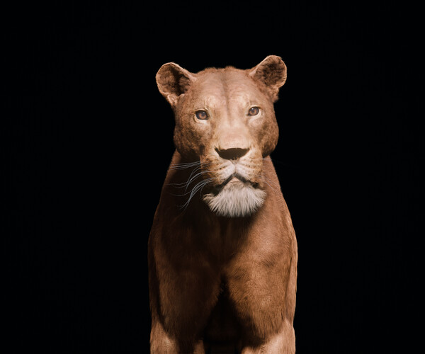 ArtStation - Young Lion Photorealistic Rigged 3d Blender 4K model 3D ...