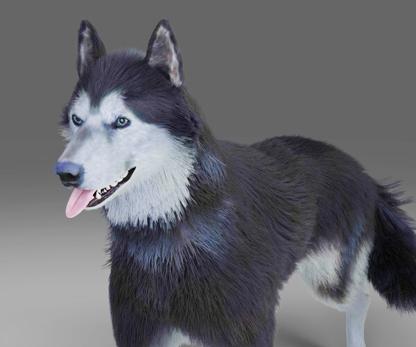 ArtStation - Fur Gray Wolf Rigged and Animated in Blender | Game Assets