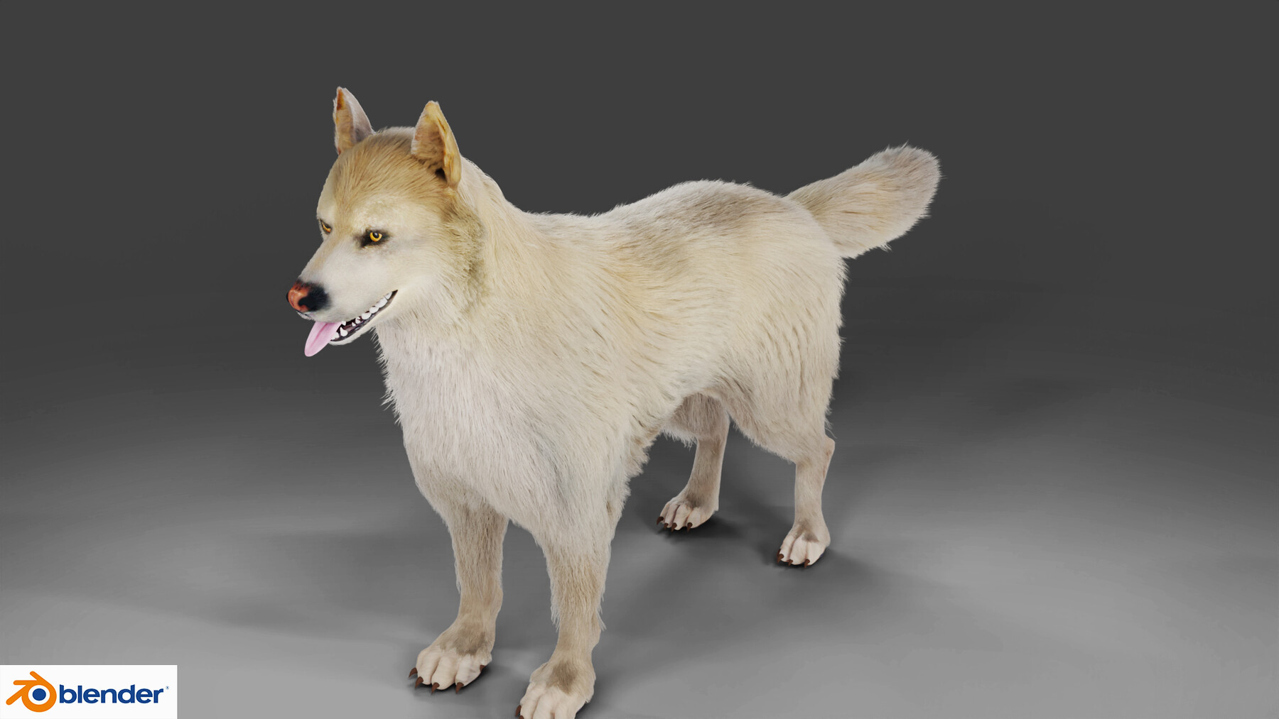 ArtStation - Fur Wolf Rigged and Animation V02 in Blender | Game Assets