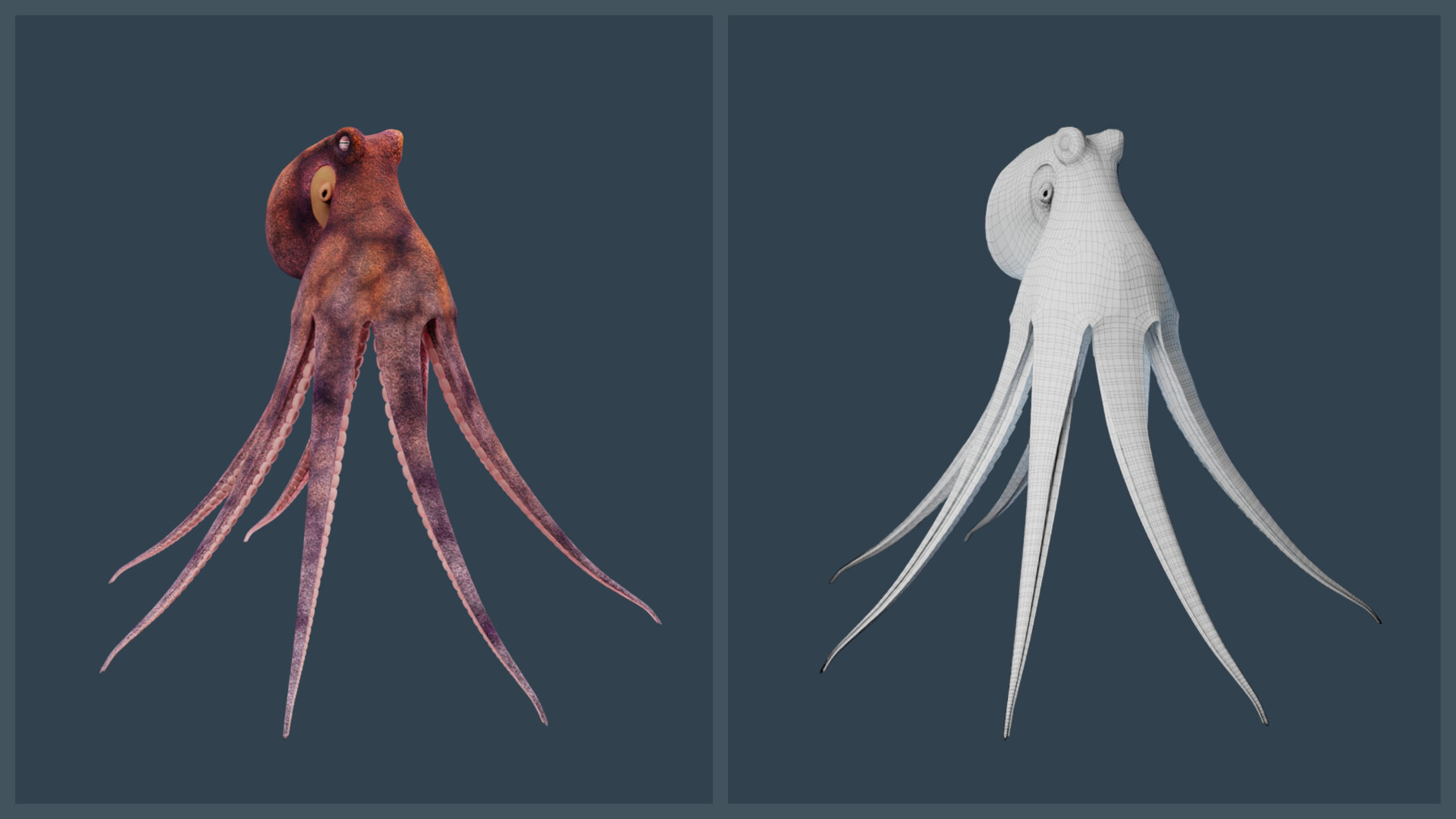 ArtStation - Animated Octopus- Common Octopus | Game Assets