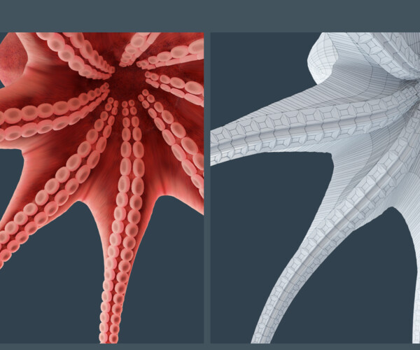 ArtStation - Animated Octopus- Giant Pacific | Game Assets