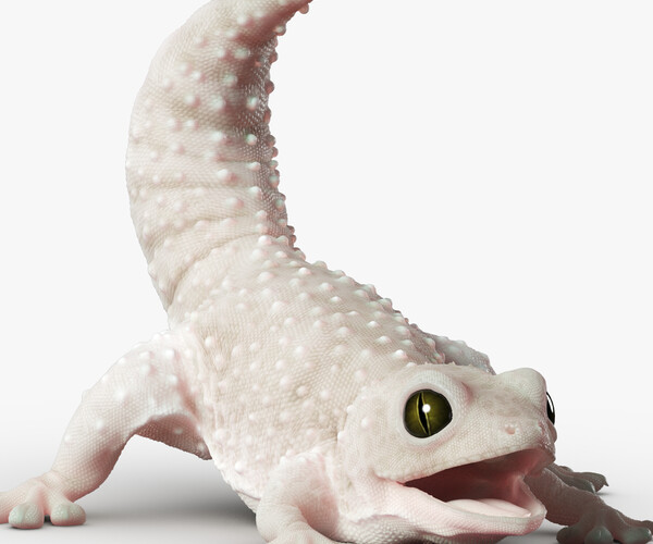 ArtStation - Gecko Reptile | Game Assets