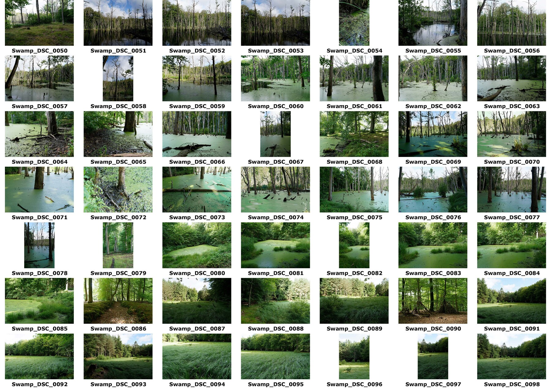 ArtStation - SWAMP / Photo Reference / 145 images | Resources