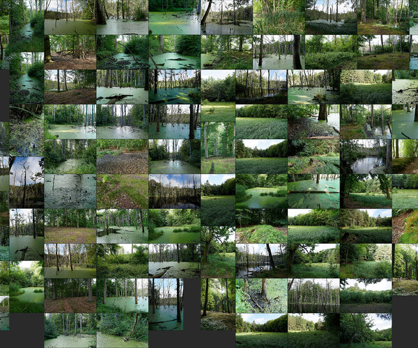 ArtStation - SWAMP / Photo Reference / 145 images | Resources