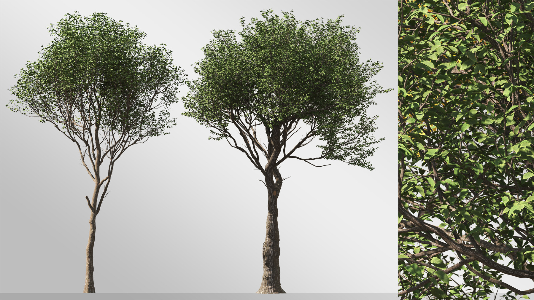 ArtStation - 6 Tree 3d models_Vol 01 | Resources