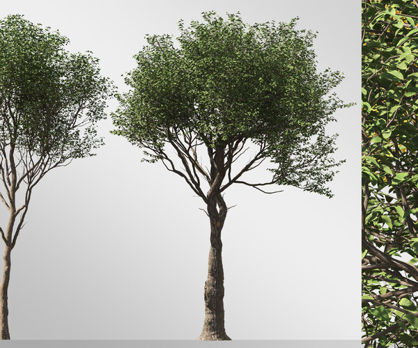 ArtStation - 6 Tree 3d models_Vol 01 | Resources