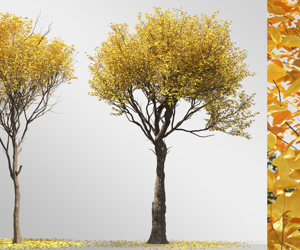 ArtStation - 6 Tree 3d models_Vol 01 | Resources