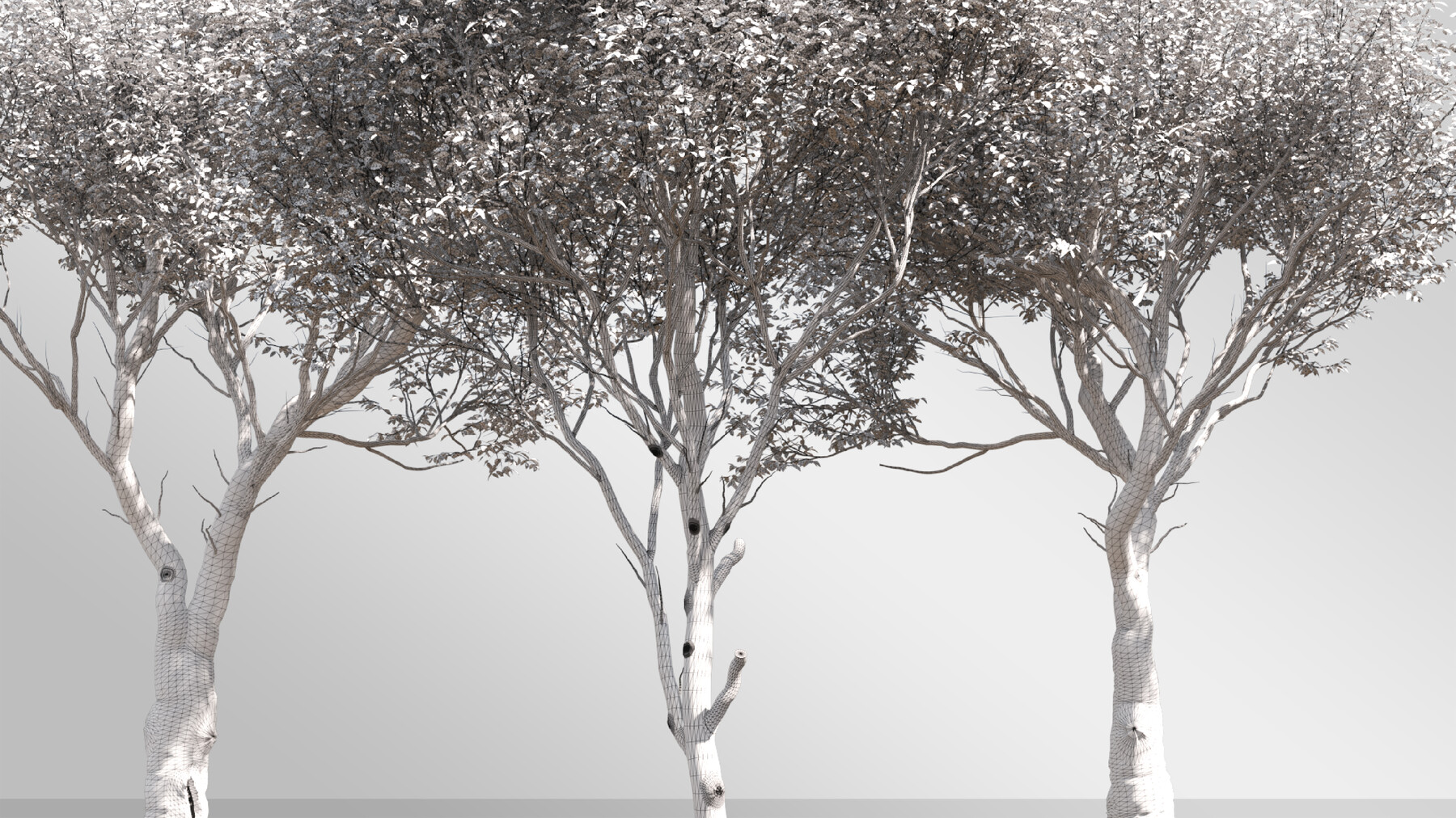 ArtStation - 6 Tree 3d models_Vol 01 | Resources