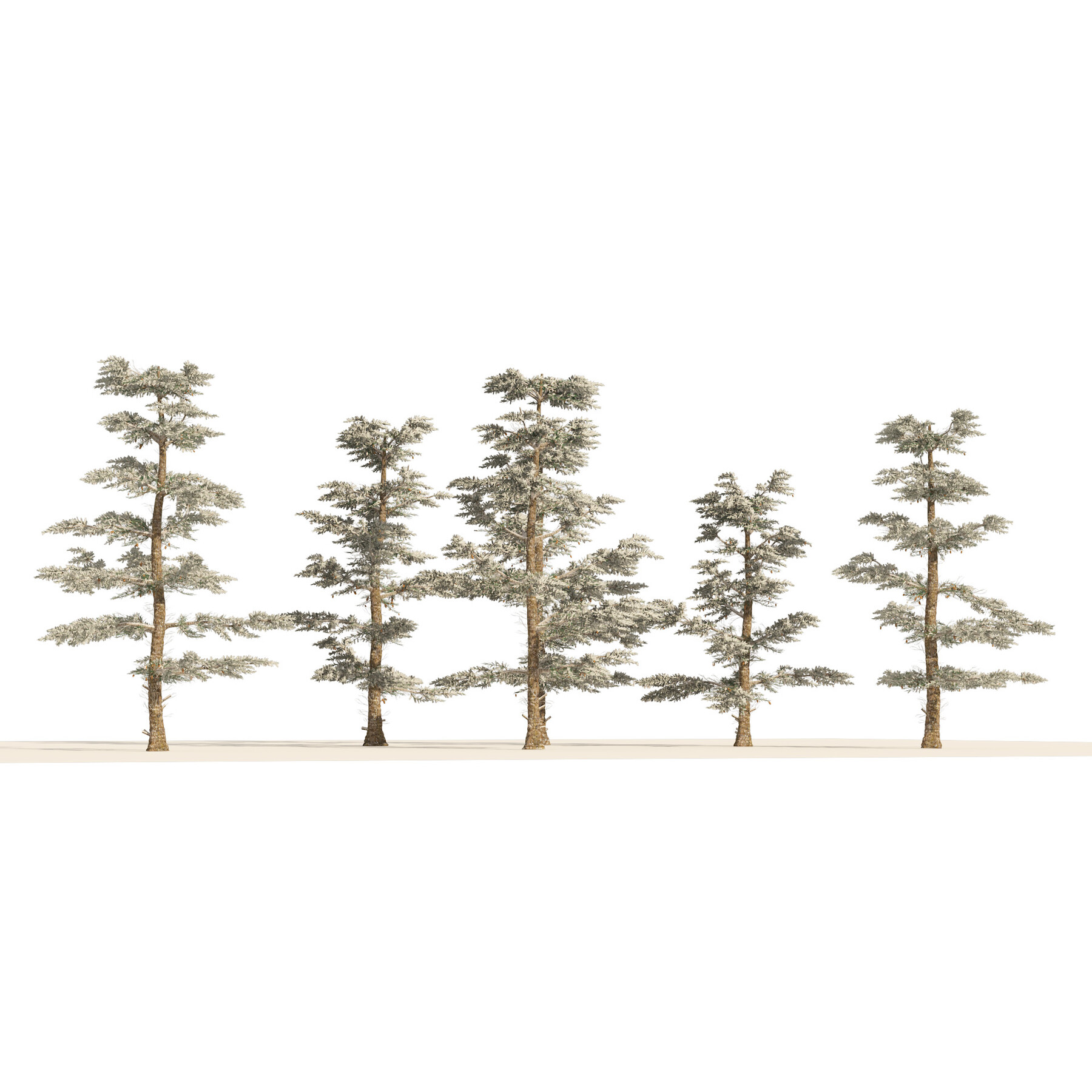 ArtStation - Winter Abies concolor trees | Resources