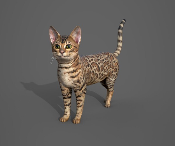 ArtStation - Cat Tabby 3D model | Game Assets