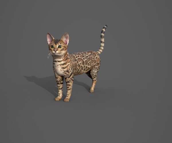 ArtStation - Cat Tabby 3D model | Game Assets