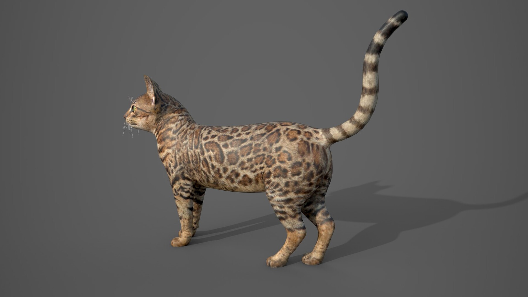 ArtStation - Cat Tabby 3D model | Game Assets