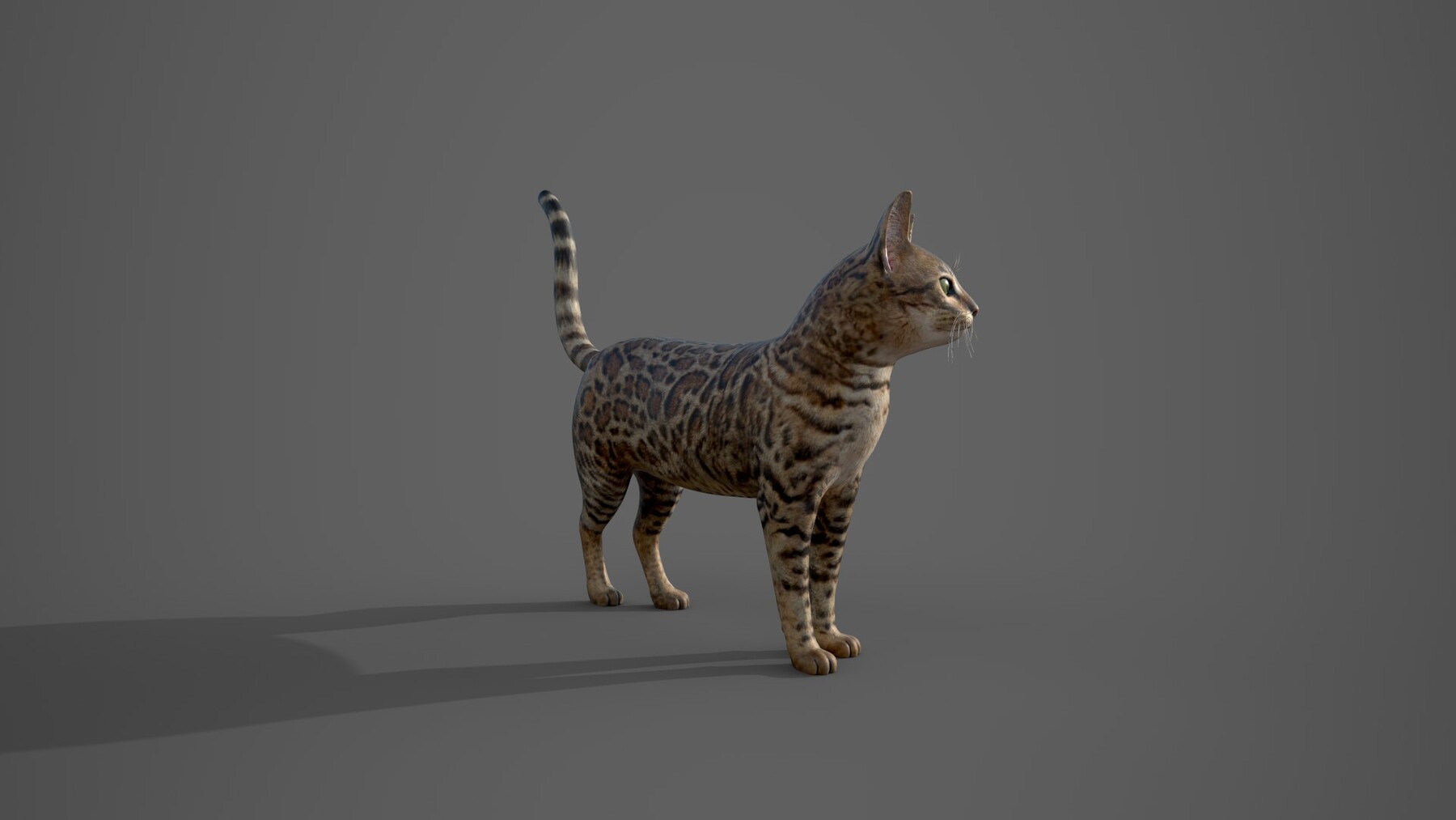 ArtStation - Cat Tabby 3D model | Game Assets
