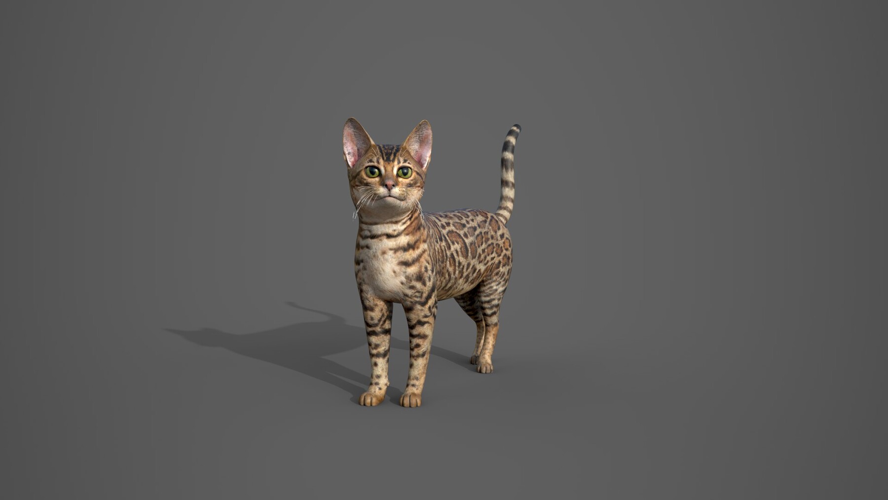ArtStation - Cat Tabby 3D model | Game Assets