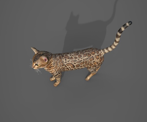 ArtStation - Cat Tabby 3D model | Game Assets