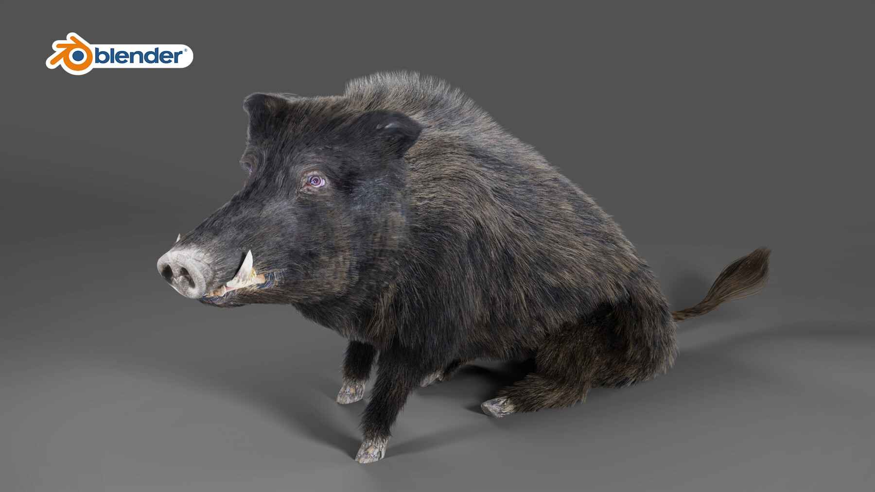 ArtStation - Fur Wild Boar Rigged and Animation in Blender | Game Assets