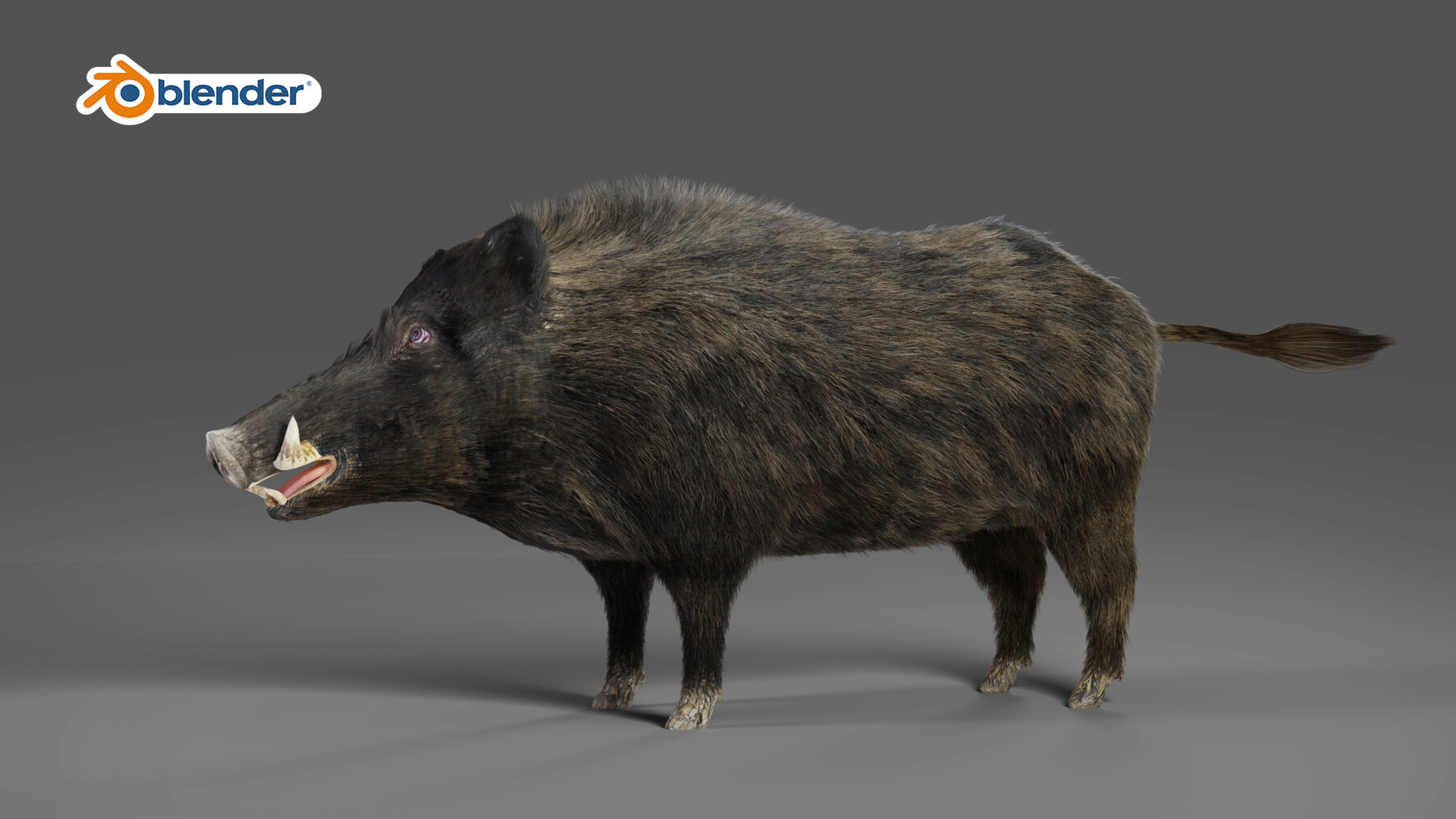 ArtStation - Fur Wild Boar Rigged and Animation in Blender | Game Assets