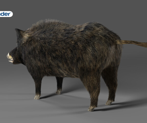 ArtStation - Fur Wild Boar Rigged and Animation in Blender | Game Assets