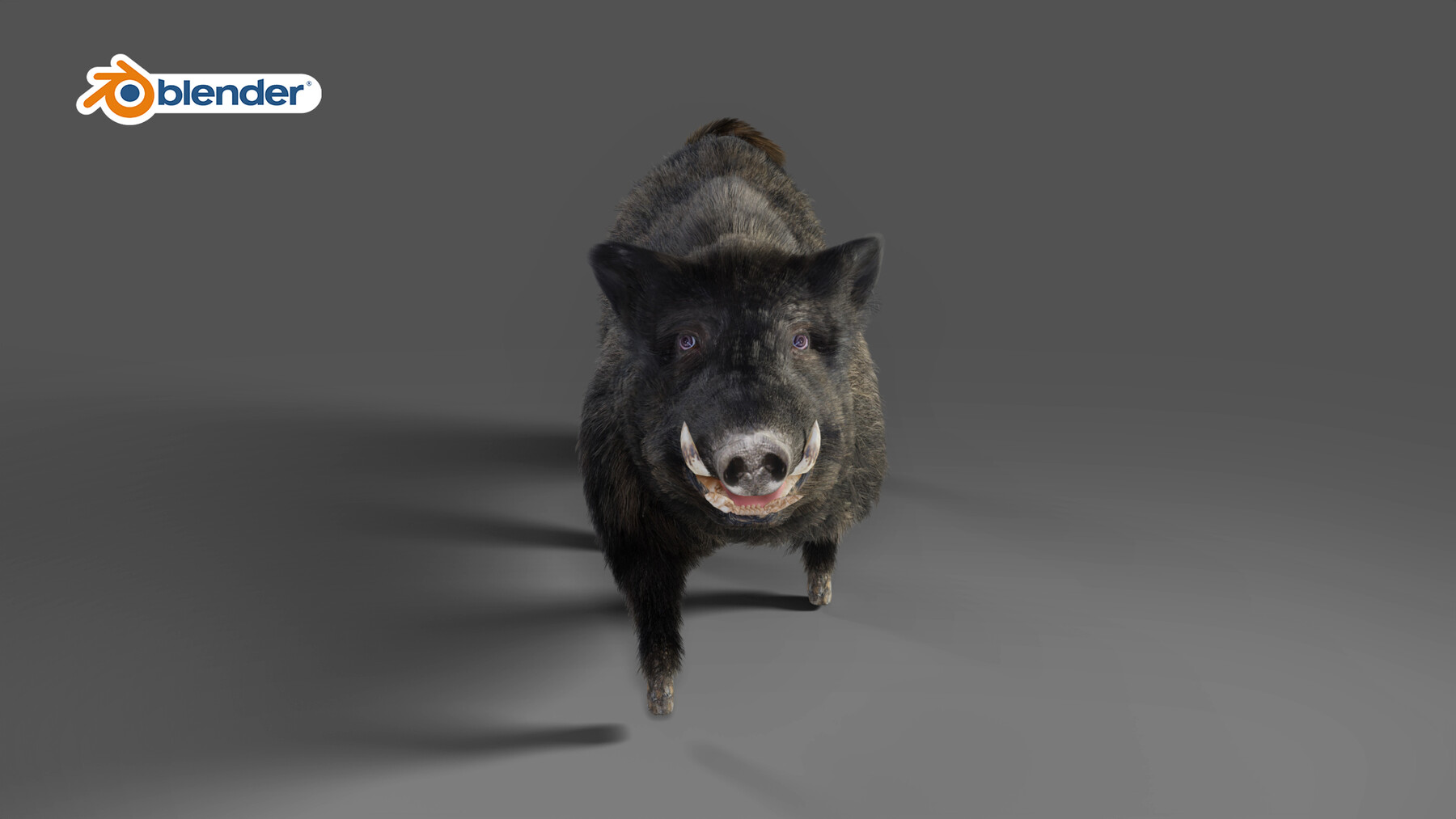 ArtStation - Fur Wild Boar Rigged and Animation in Blender | Game Assets