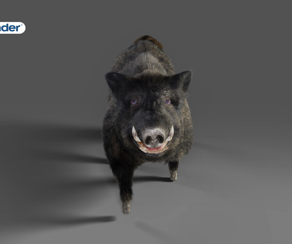 ArtStation - Fur Wild Boar Rigged and Animation in Blender | Game Assets