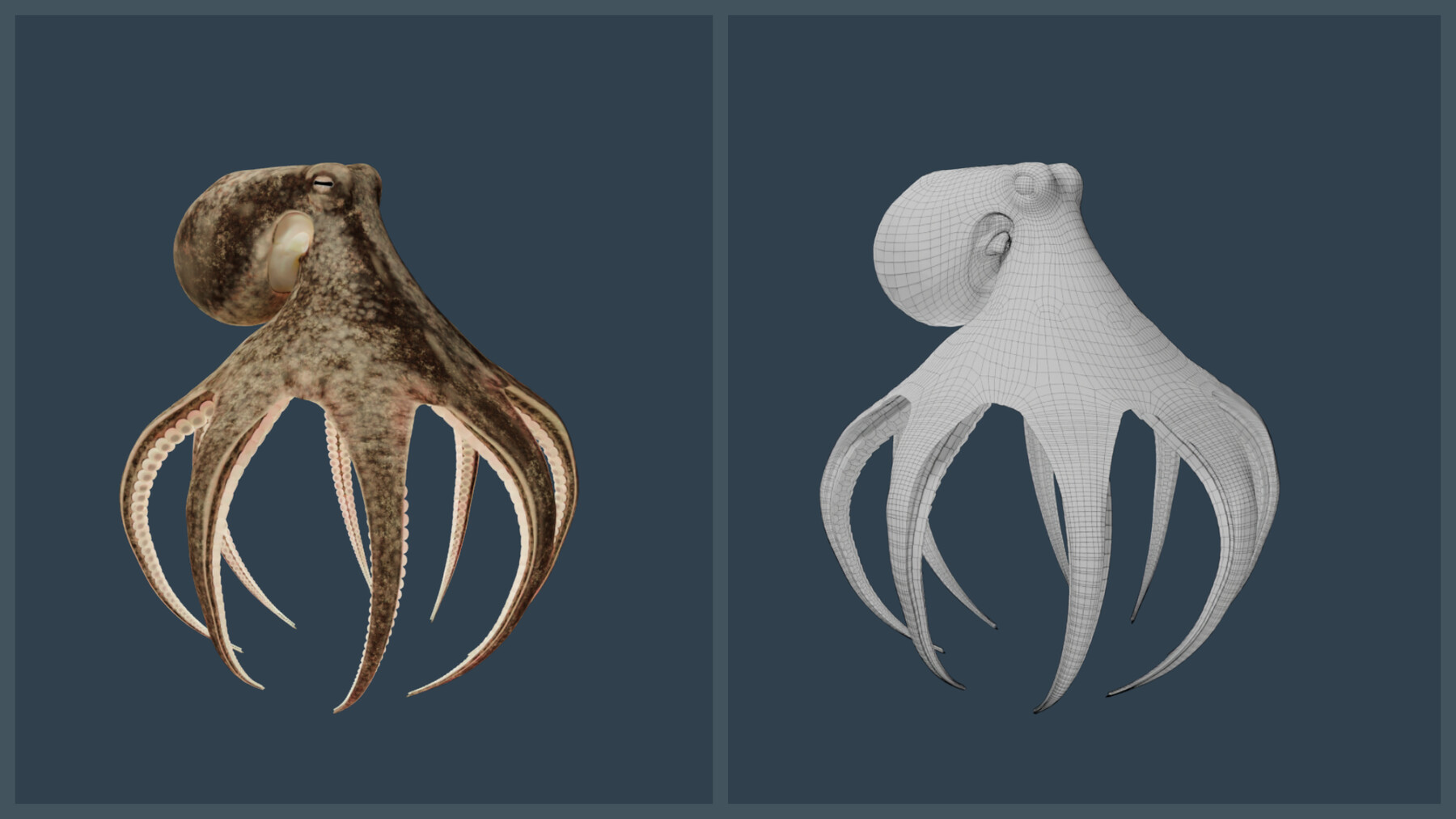 ArtStation - Animated Octopus- Southern Keeled | Game Assets